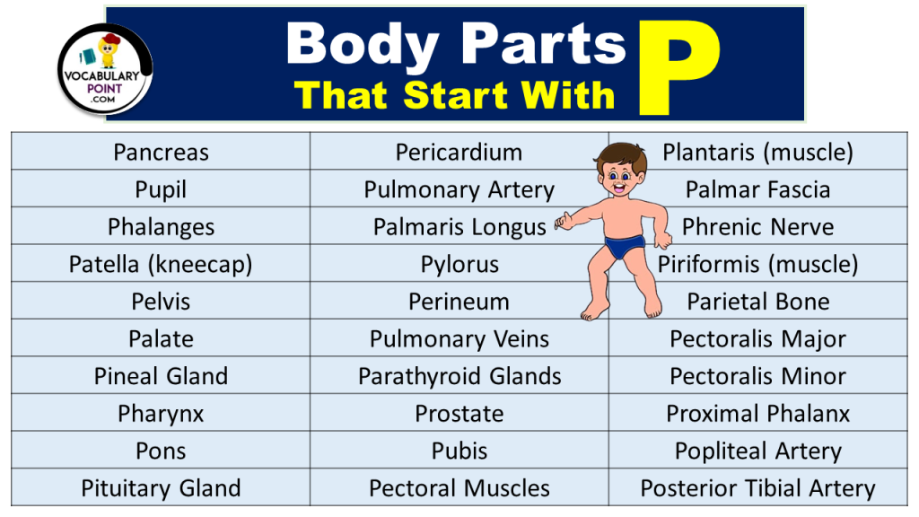 90+ Body Parts That Start With P - Vocabulary Point