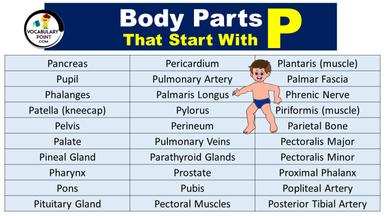 90+ Body Parts That Start With P - Vocabulary Point