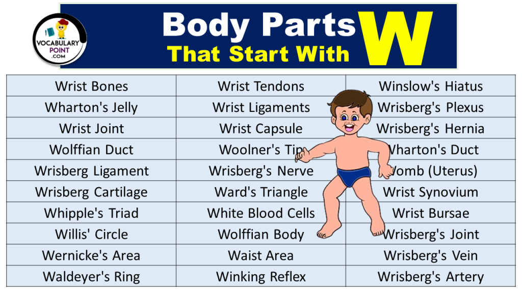 Body Parts That Start With W - Vocabulary Point