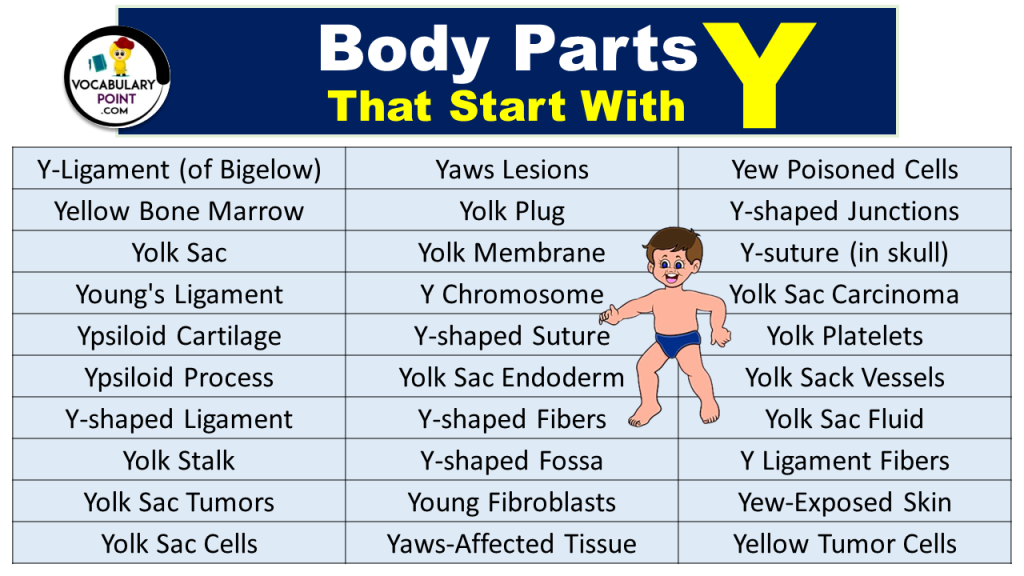 90+ Body Parts That Start With Y - Vocabulary Point