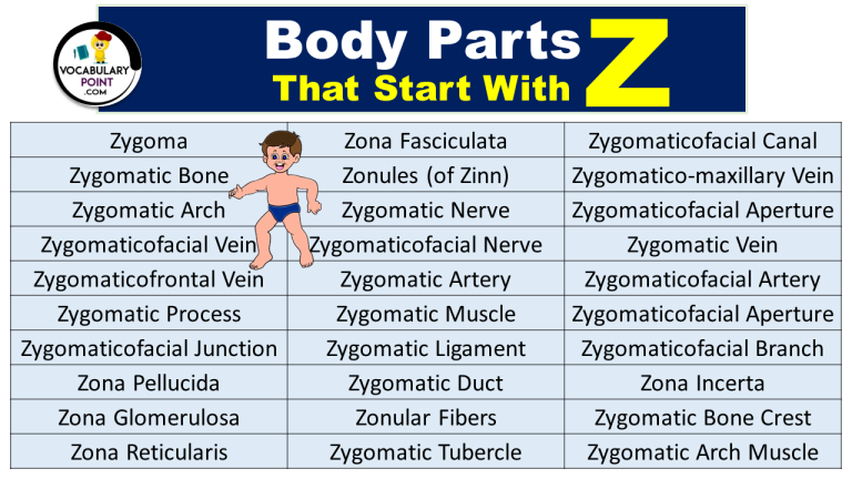 90+ Body Parts That Start With Z - Vocabulary Point