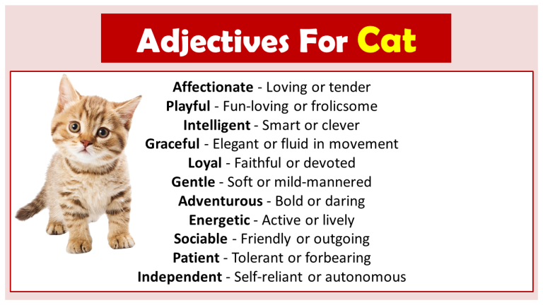 Adjectives for Cat (Descriptive Words for Cat) - Vocabulary Point