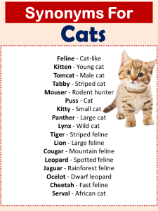 Adjectives for Cat (Descriptive Words for Cat) - Vocabulary Point