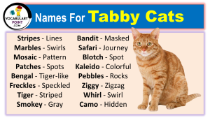 270+ Names for Tabby Cats - Vocabulary Point