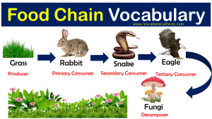 Food Chain Vocabulary Words - Vocabulary Point