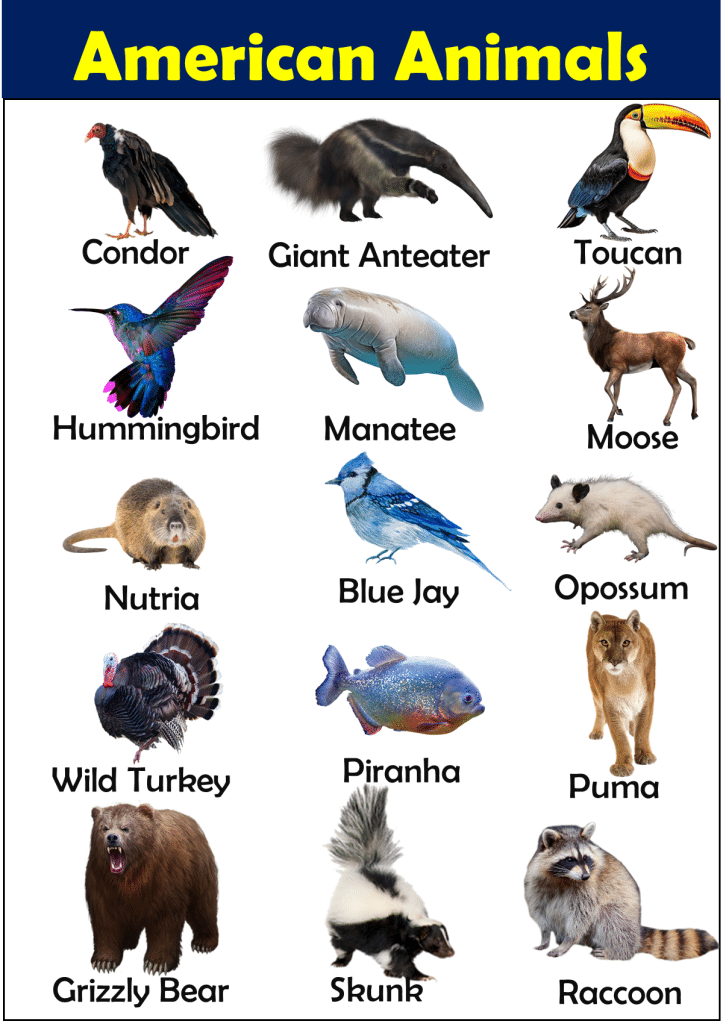 List of American Animals Vocabulary - Vocabulary Point