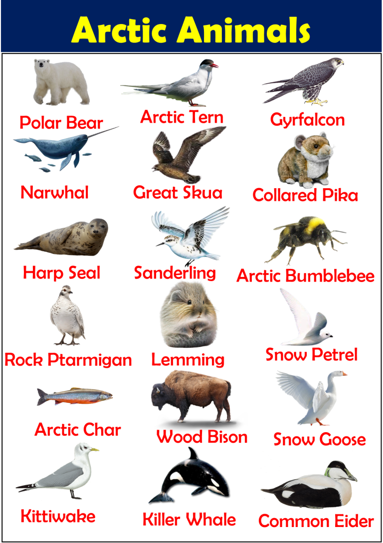 Arctic Animals Vocabulary with Pictures - Vocabulary Point