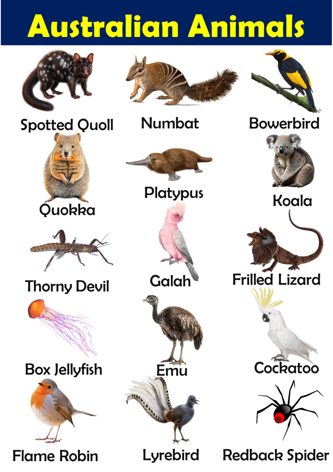 List of Australian Animals Vocabulary - Vocabulary Point