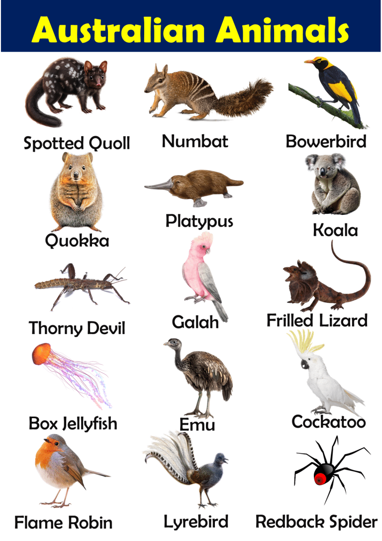 List of Australian Animals Vocabulary - Vocabulary Point