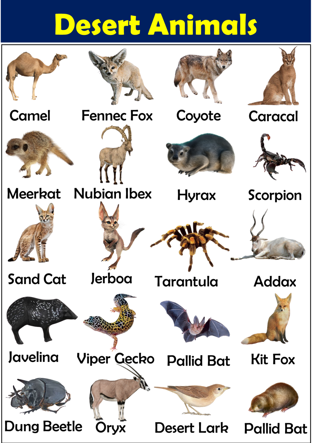 Desert Animals Vocabulary with Pictures - Vocabulary Point
