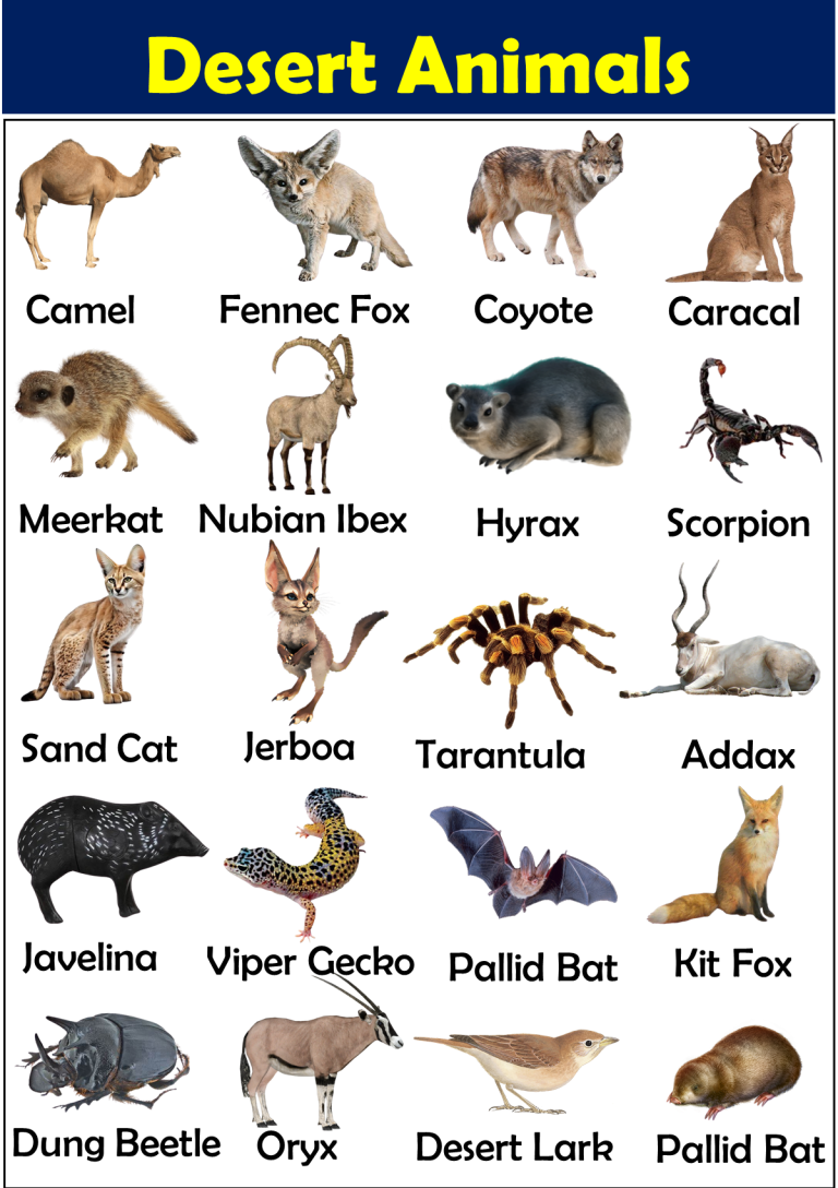 Desert Animals Vocabulary with Pictures - Vocabulary Point