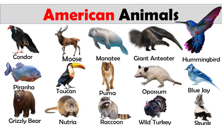 List of American Animals Vocabulary - Vocabulary Point