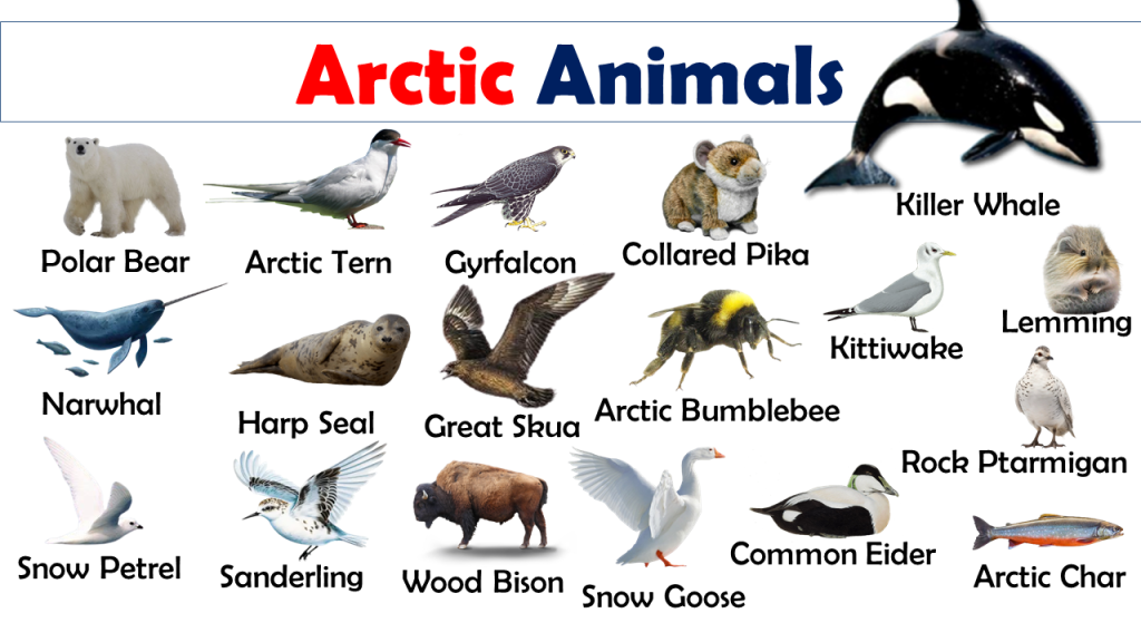 Arctic Animals Vocabulary with Pictures - Vocabulary Point