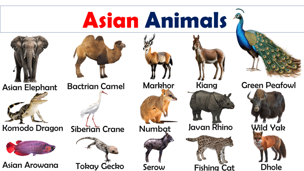 List of Asian Animals Vocabulary - Vocabulary Point