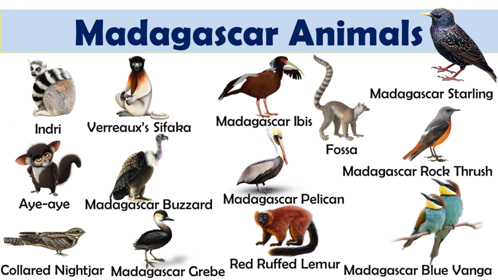 List of Madagascar Animals Vocabulary - Vocabulary Point