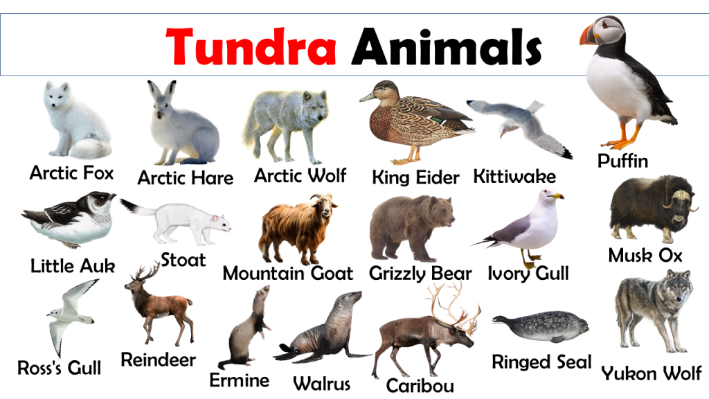 List of Tundra Animals with Their Facts - Vocabulary Point