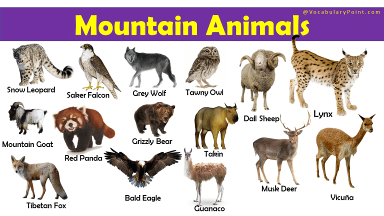 50+ Mountain Animals with their Facts - Vocabulary Point