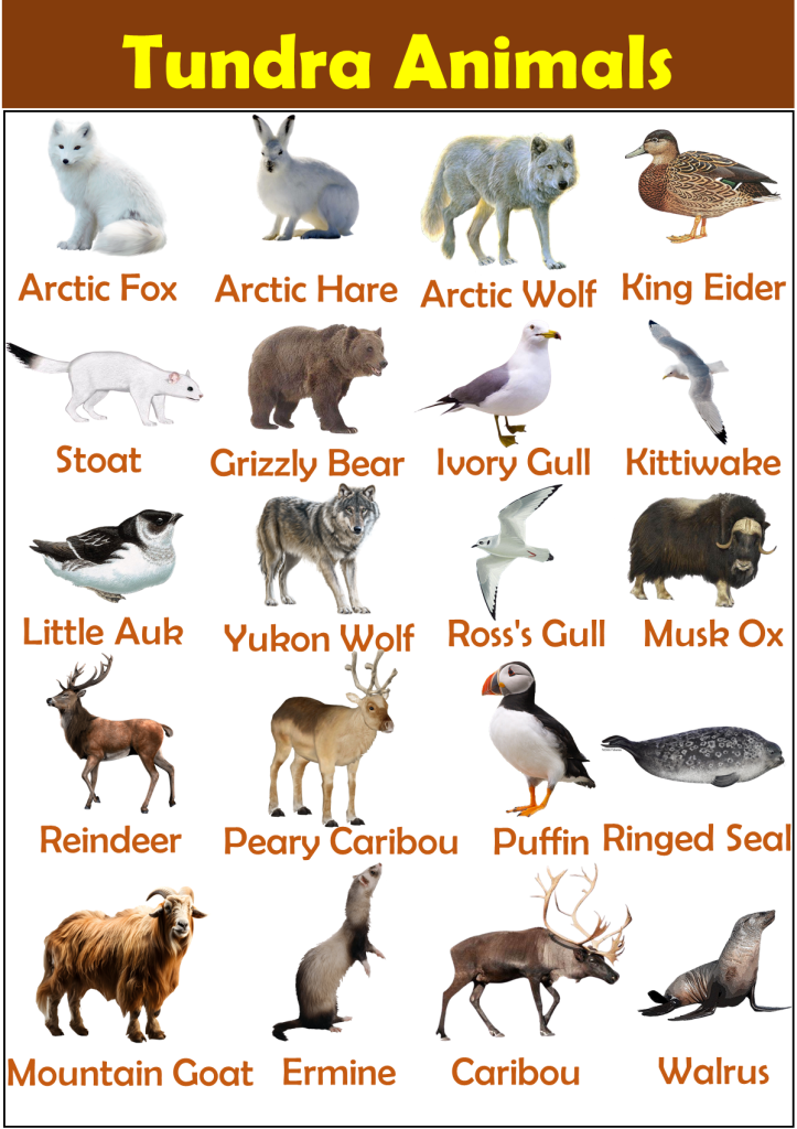 List of Tundra Animals with Their Facts - Vocabulary Point